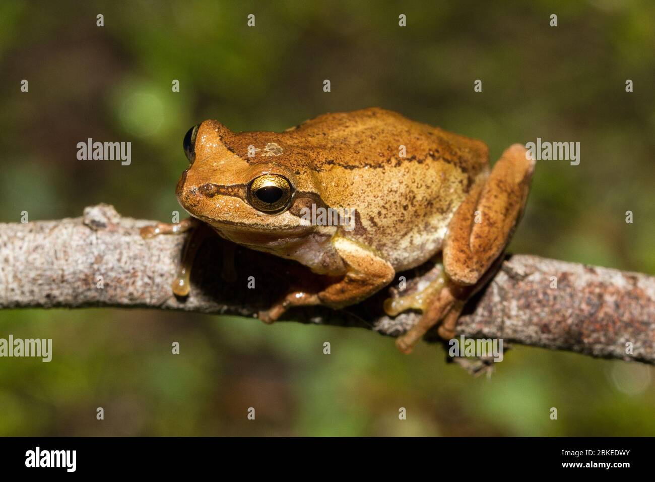Brown Tree Frog resting on tree branch Stock Photo - Alamy