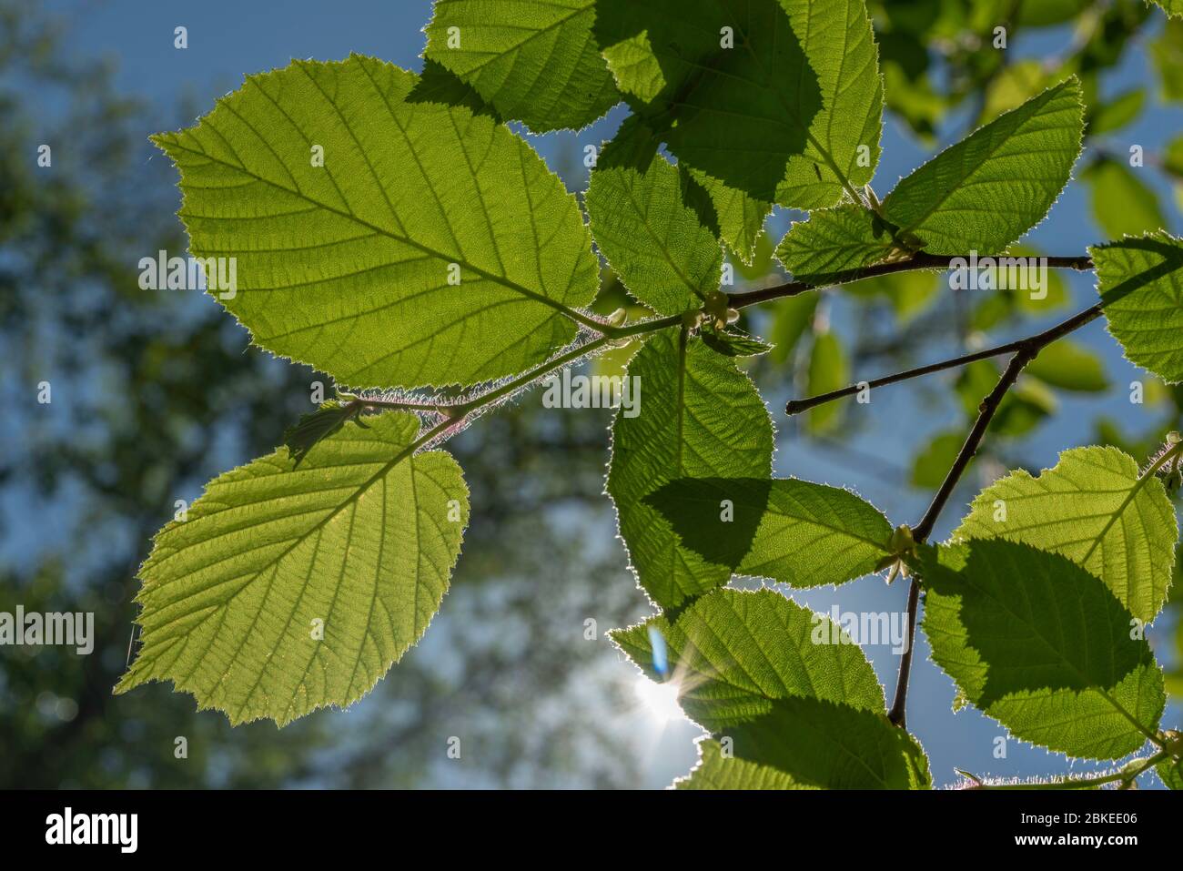 Hazel leaves in backlight in the sunlight Stock Photo - Alamy