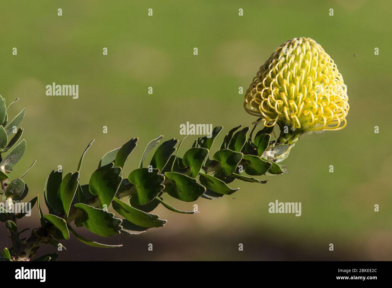 Yellow Protea Flower Stock Photo - Alamy