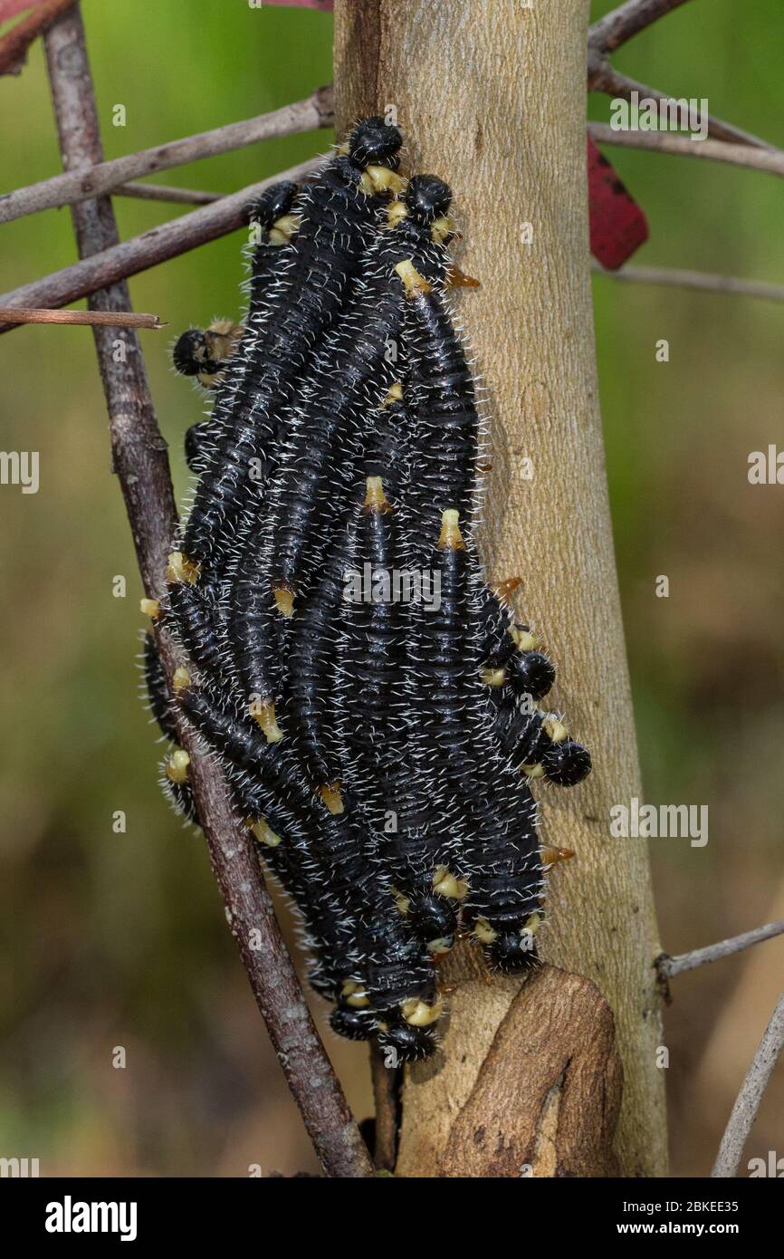 Sawfly larvae australia hi-res stock photography and images - Alamy