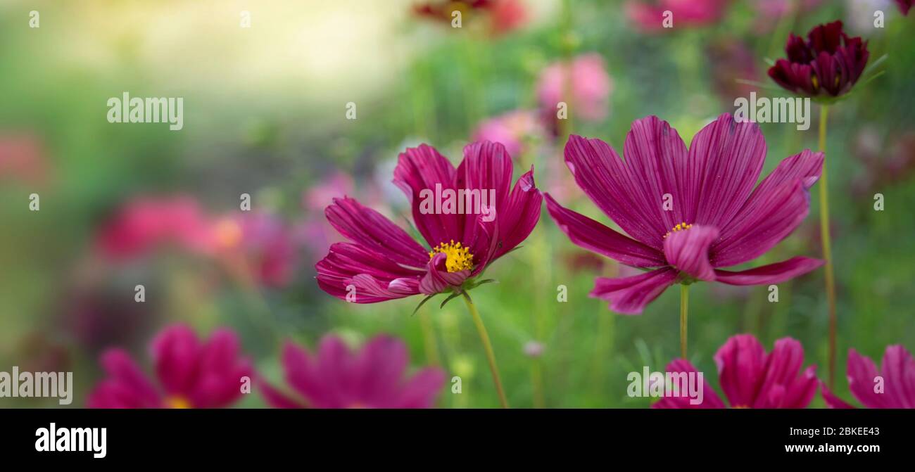 nice color cosmea in soft color and blur style for background Stock ...