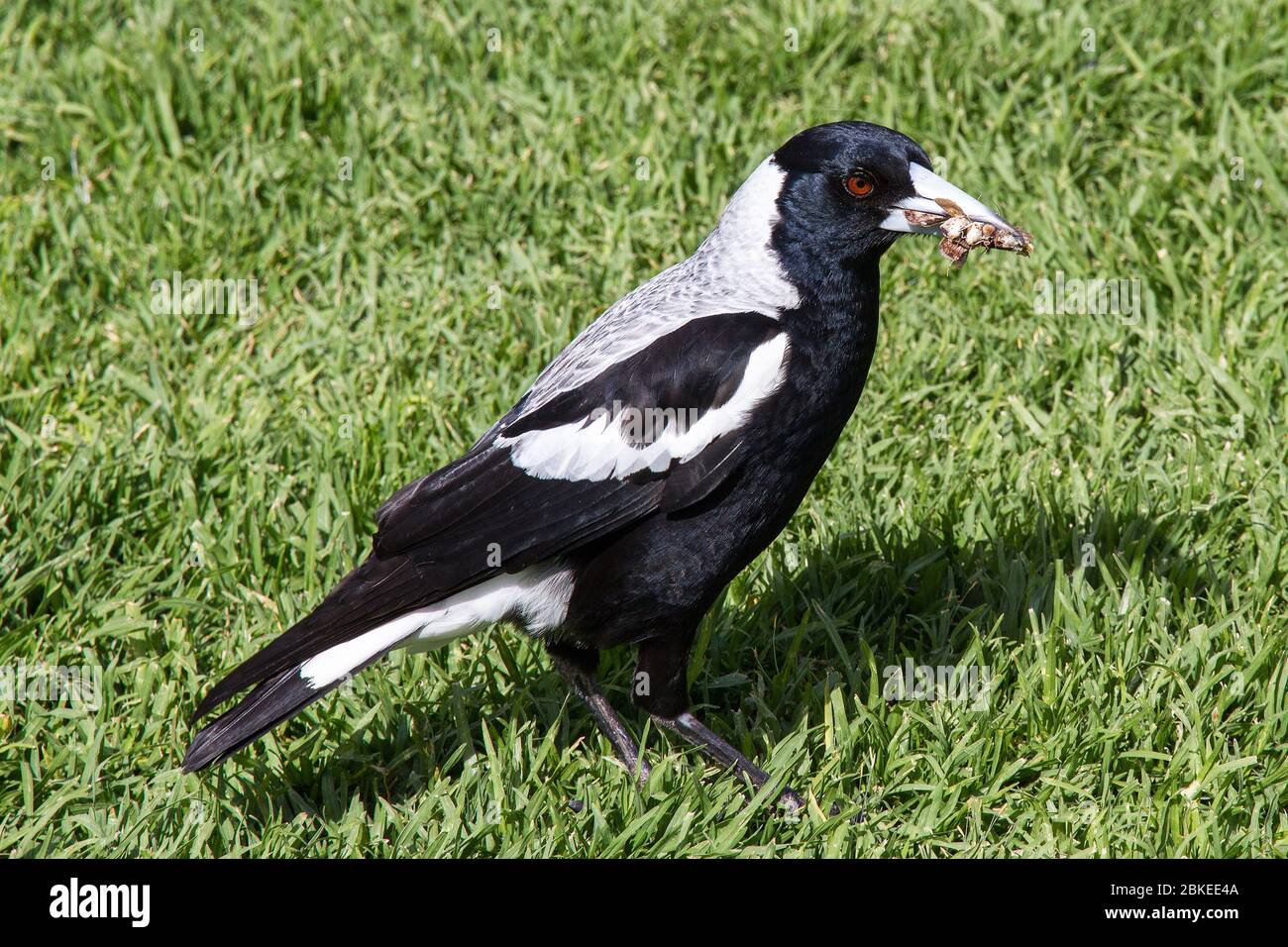 Australian Magpie collecting moths to feed chicks Stock Photo - Alamy