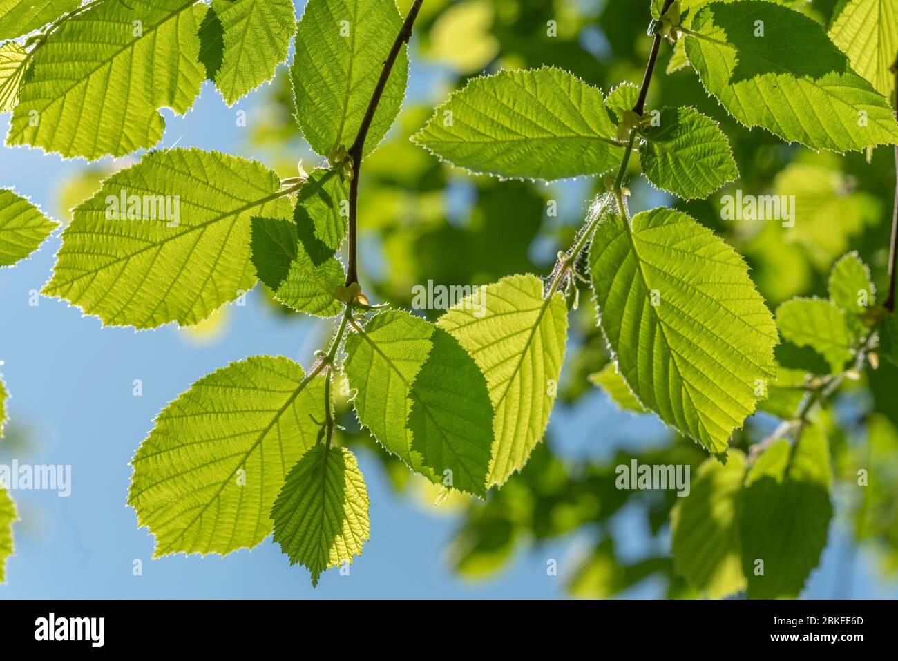 Hazel leaves in backlight in the sunlight Stock Photo - Alamy