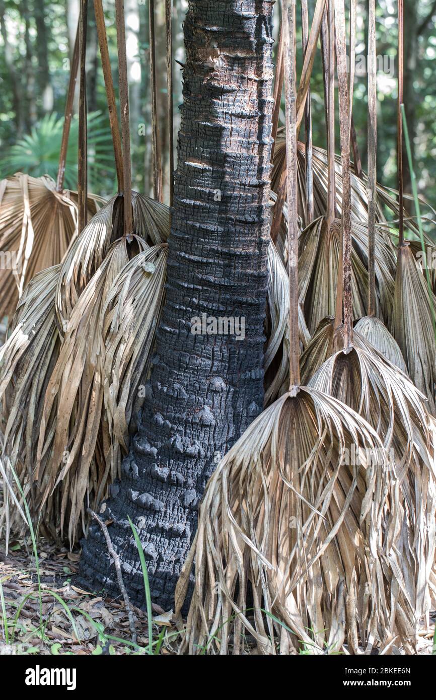 Burnt Cabbage Tree Palm after bush fire Stock Photo - Alamy