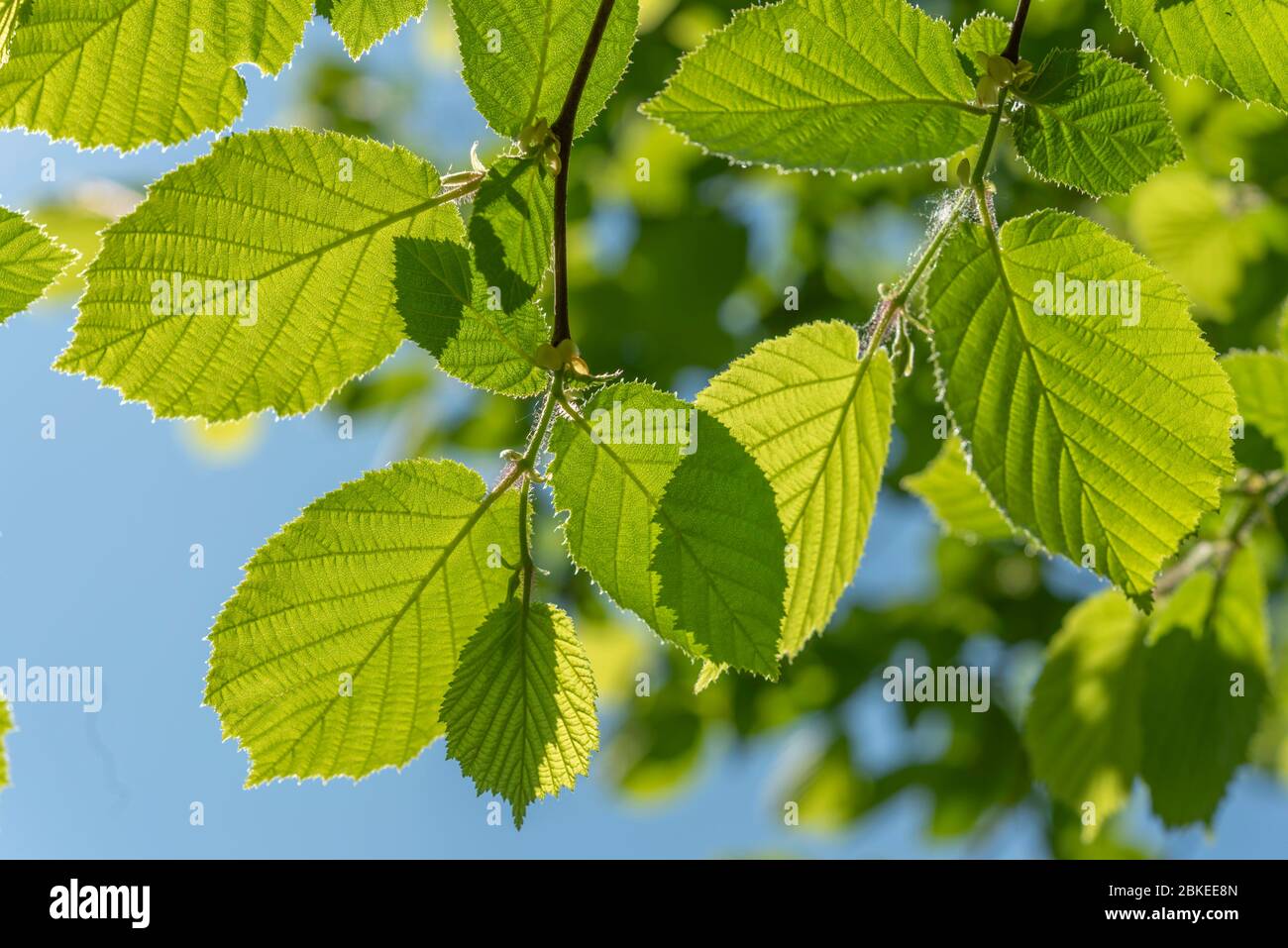 Hazel leaves in backlight in the sunlight Stock Photo - Alamy