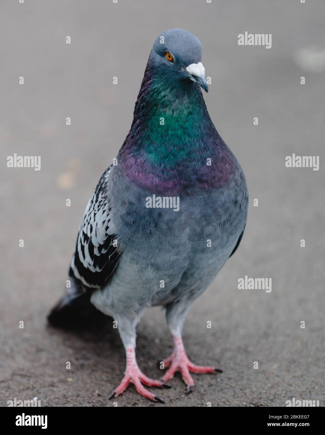 MERTHYR TYDFIL, WALES - 03 MAY 2020 - Swans, ducks, pigeons & goose all ...