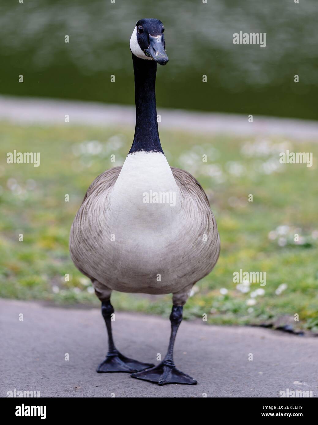 MERTHYR TYDFIL, WALES - 03 MAY 2020 - Swans, ducks, pigeons & goose all ...
