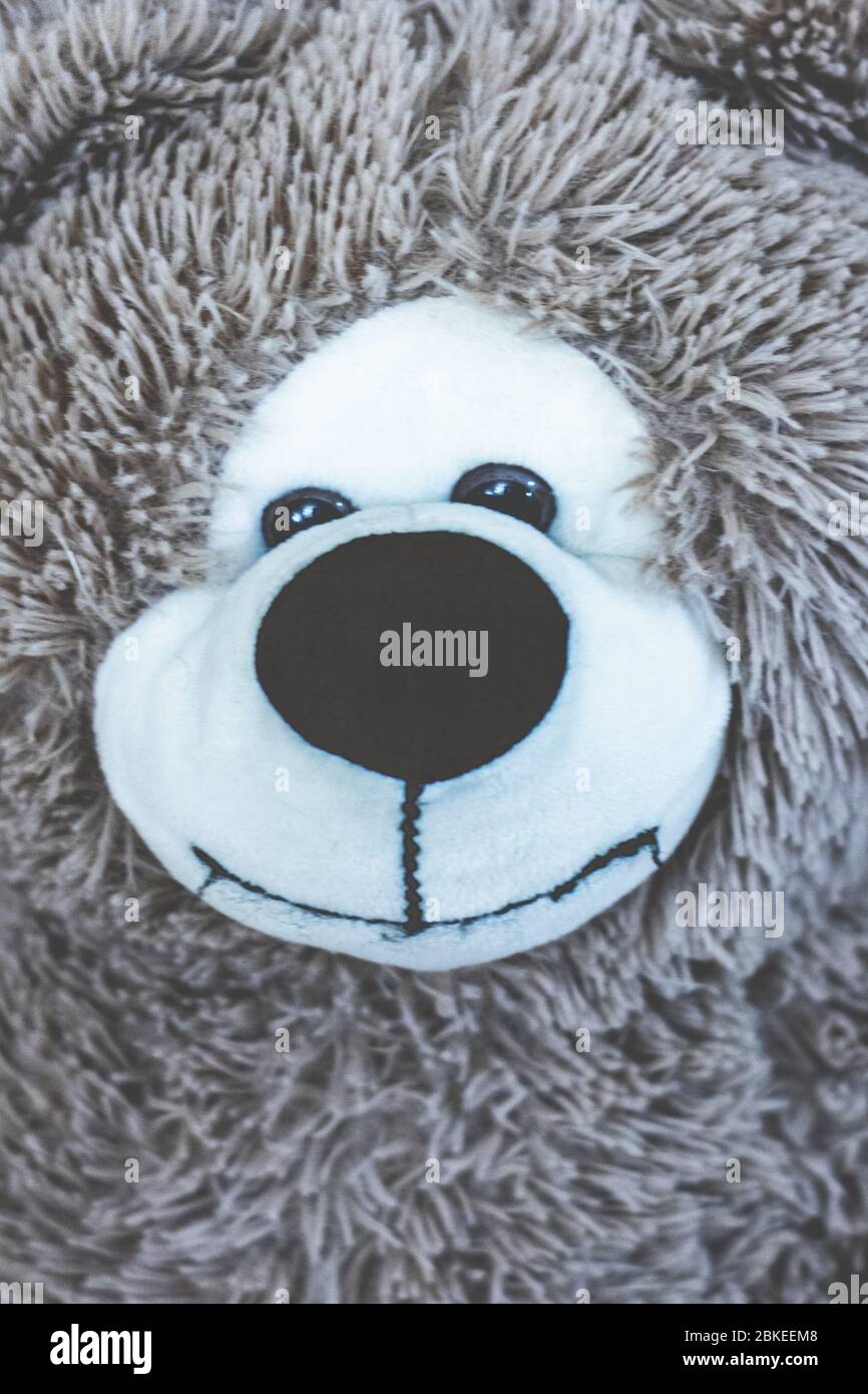 Big gray teddy bear close-up toned with soft shadows Stock Photo - Alamy