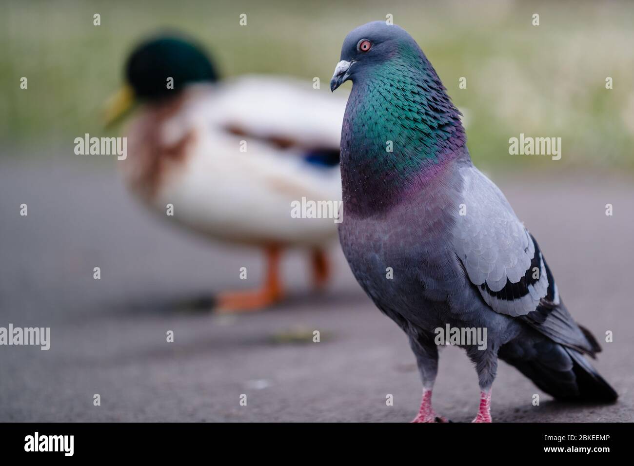 MERTHYR TYDFIL, WALES - 03 MAY 2020 - Swans, ducks, pigeons & goose all ...