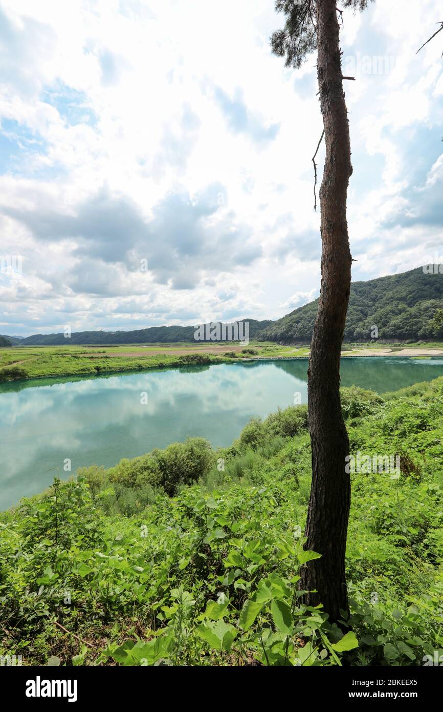Pine tree beside a beautiful river. Andong, Gyeongsangbuk-do, Korea ...