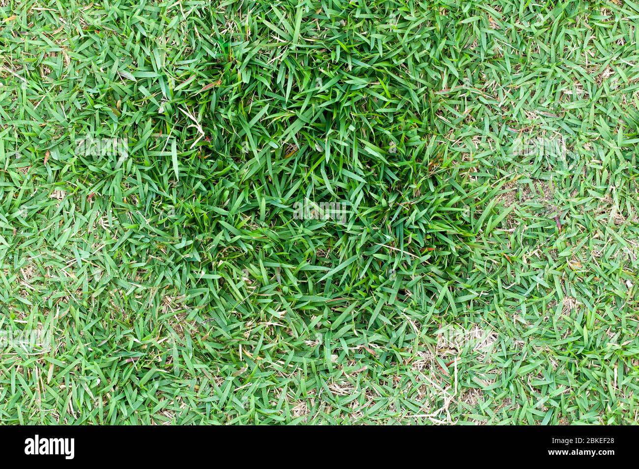 Grass field texture (background Stock Photo - Alamy