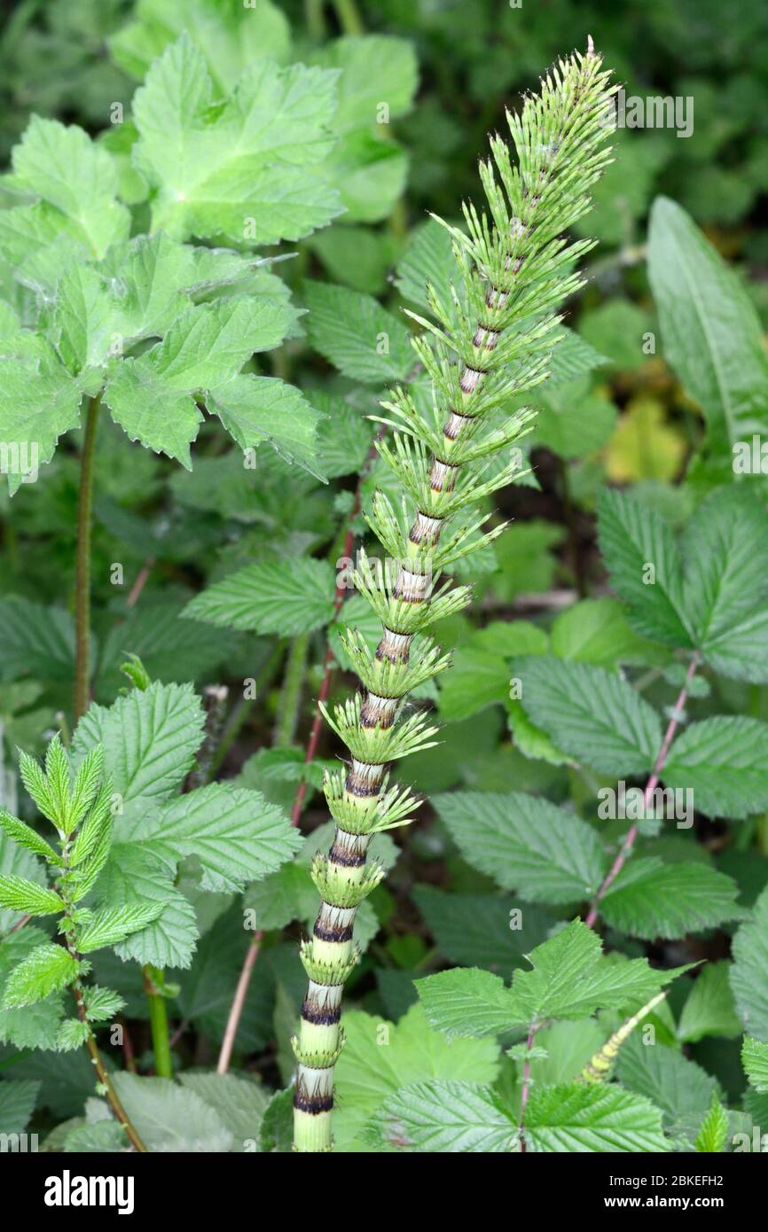 Great horsetail plant Equisetum telmateia growing on a woodland floor ...