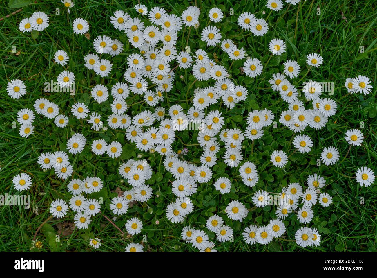 Profusely hi-res stock photography and images - Alamy