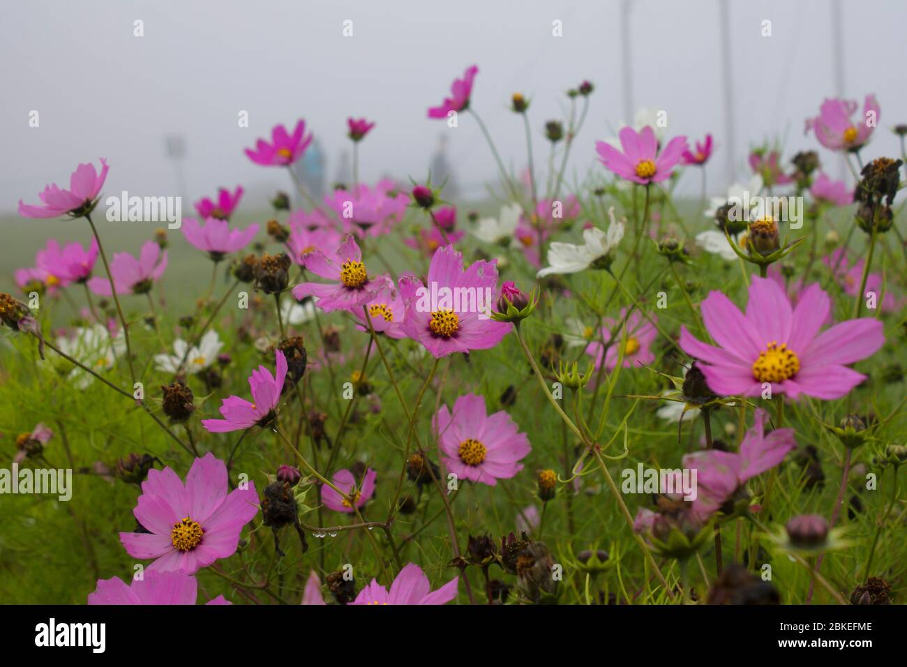 Quality photo for desktop wallpaper hi-res stock photography and images ...