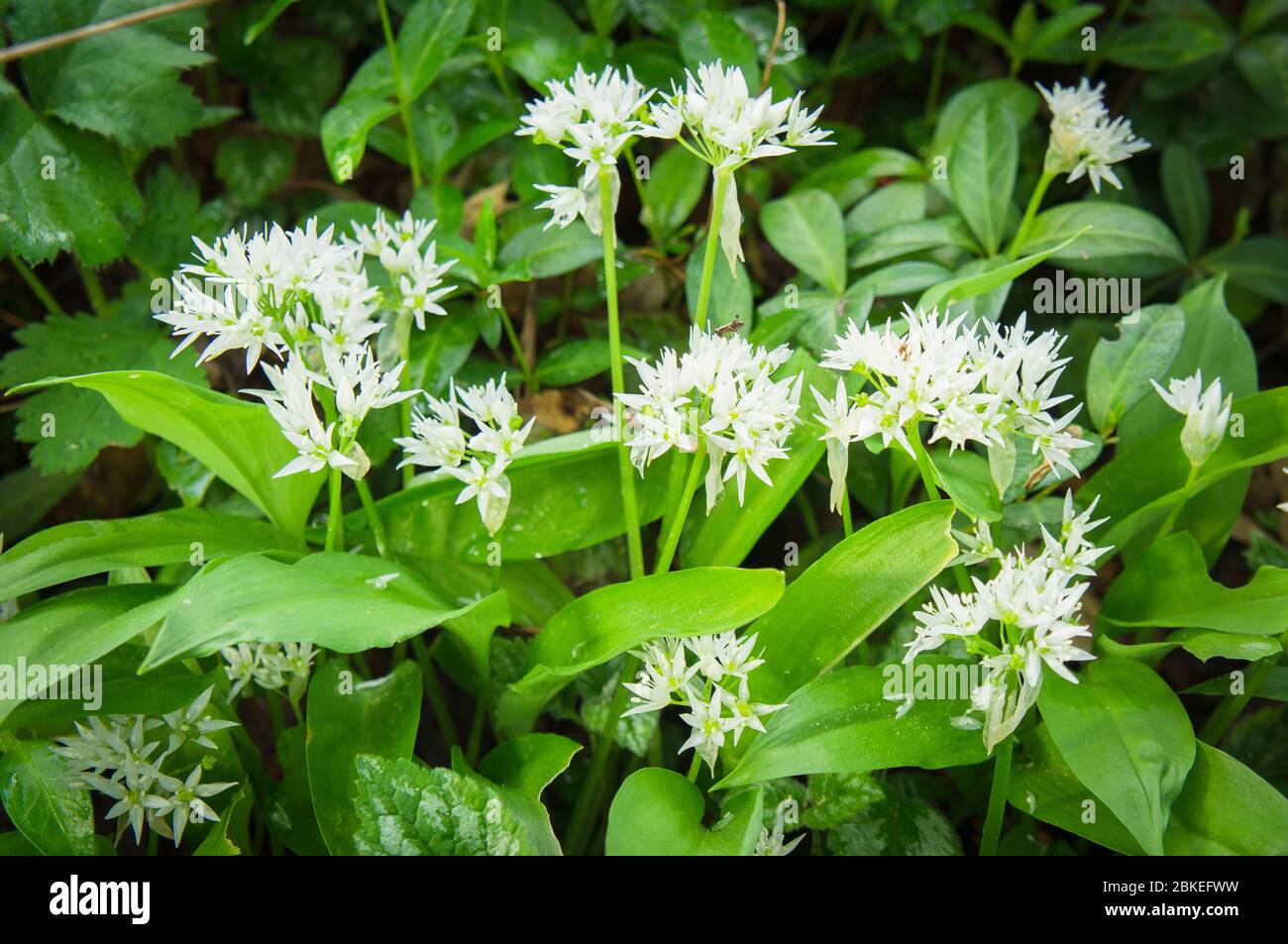 The wild Allium ursinum (known as Bear's Garlic, ramsons, buckrams ...