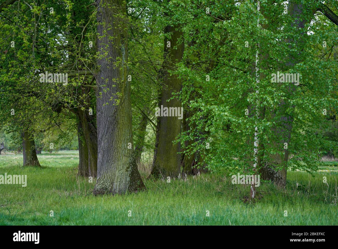 May spring forest Lower Silesia Poland Stock Photo - Alamy