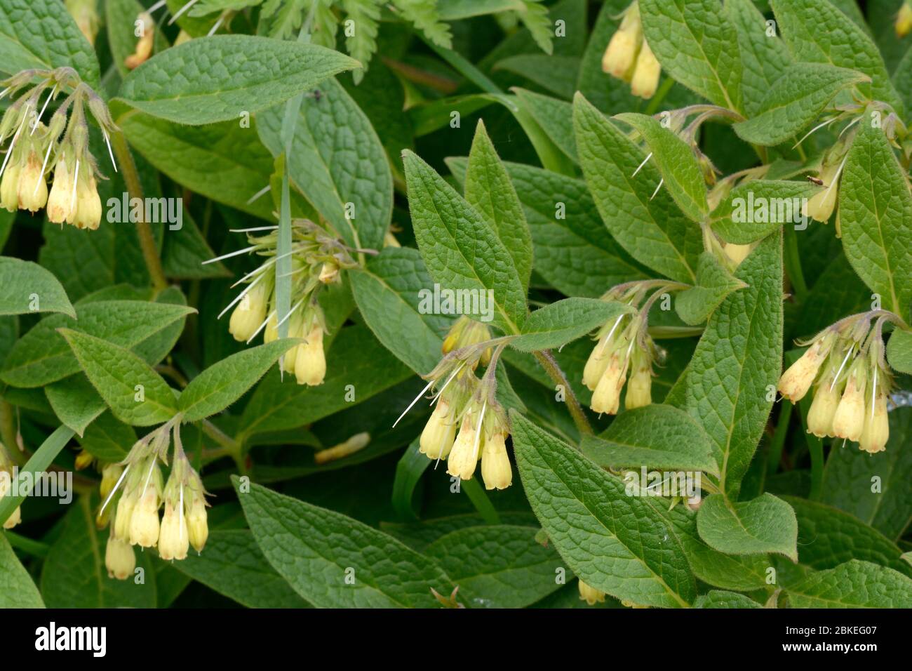 Comfrey knitbone Symphytum officinale clusters of yellow bell shaped ...