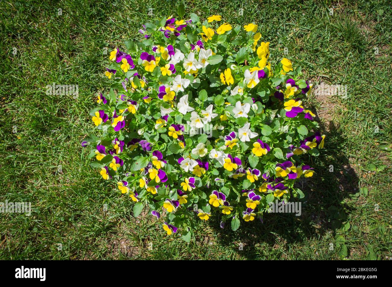 Viola cornuta, hybrid, horned pansy, violet, flower, bloom (CTK Photo ...