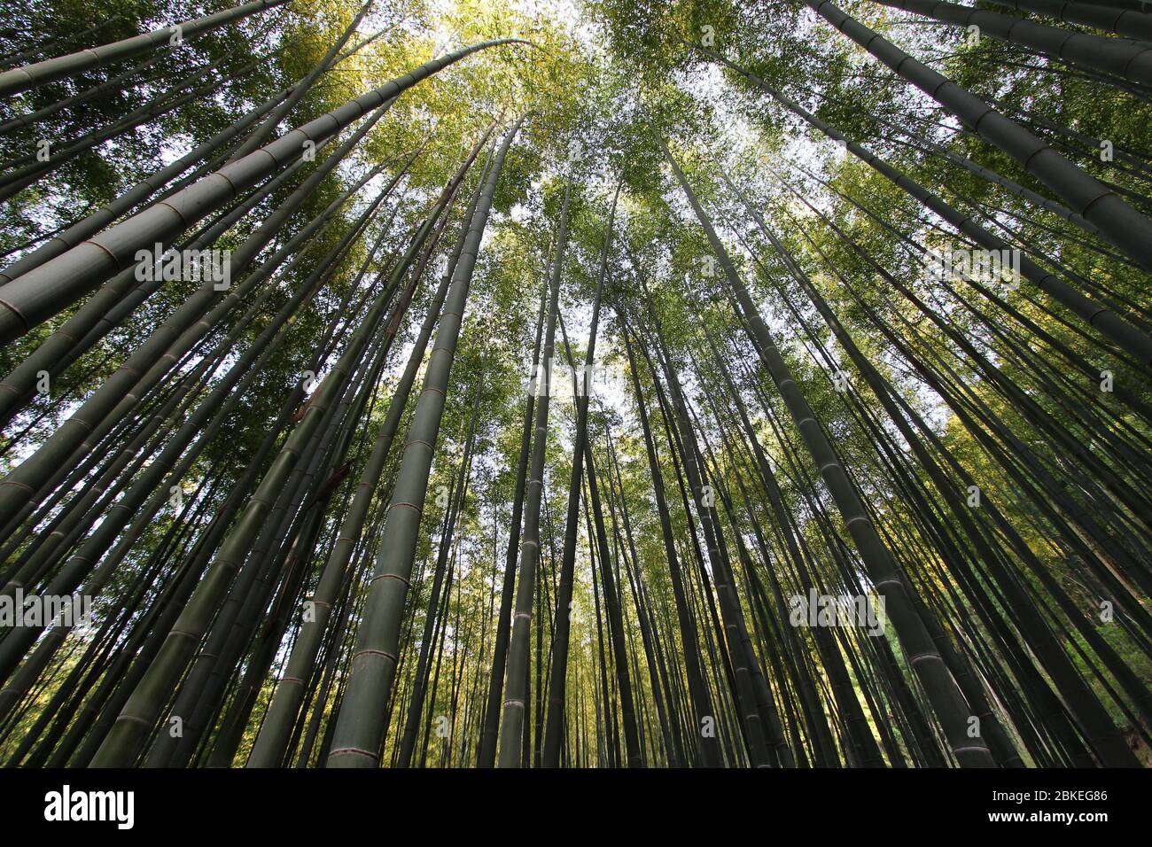 Bamboo grove hi-res stock photography and images - Alamy