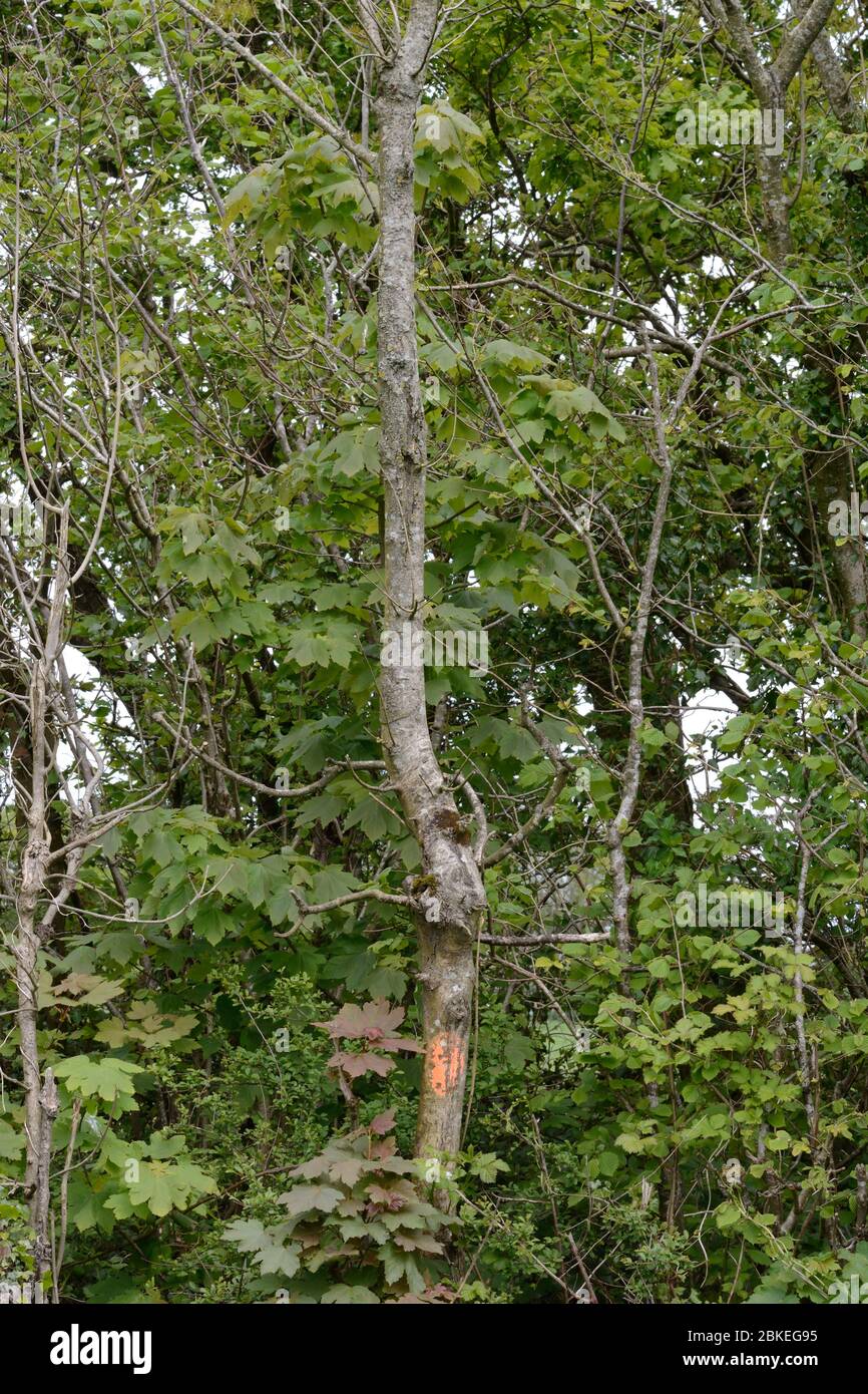 An Ash tree on the roadside showing signs of Ash dieback caused by ...