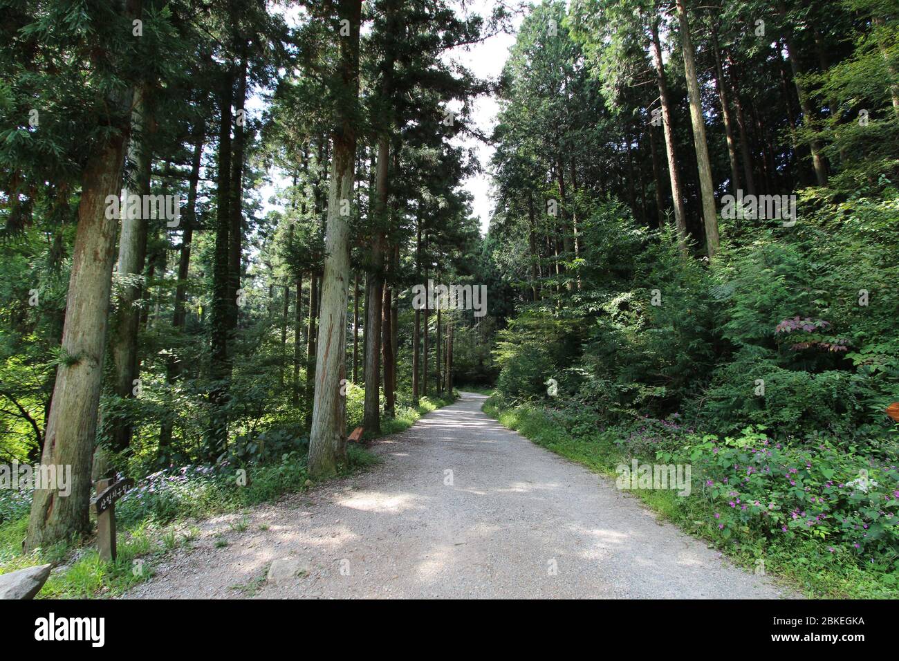 Chang of korea hi-res stock photography and images - Alamy