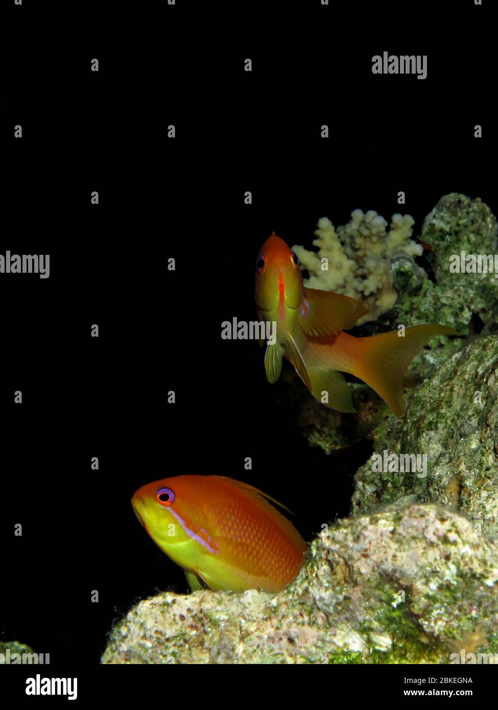 Orange anthias hi-res stock photography and images - Alamy