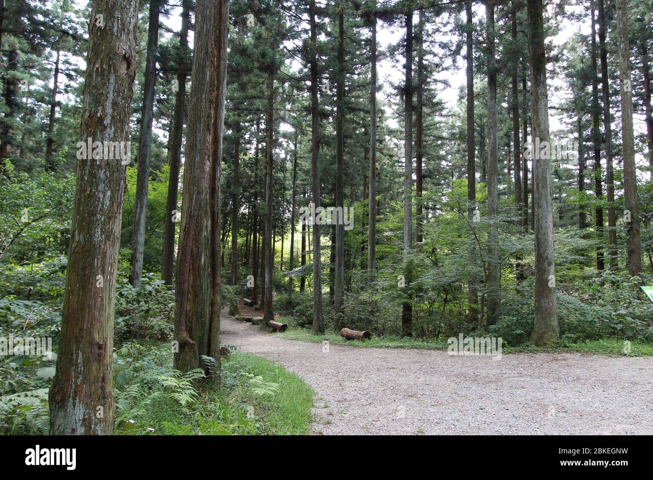 Path in the forest. Chang sung, South Korea Stock Photo - Alamy