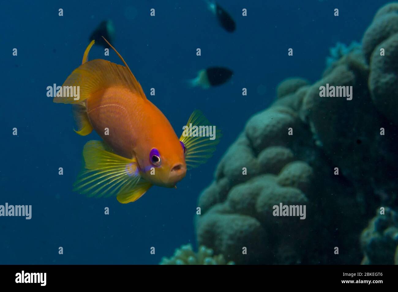 Goldfish Tail High Resolution Stock Photography and Images - Alamy