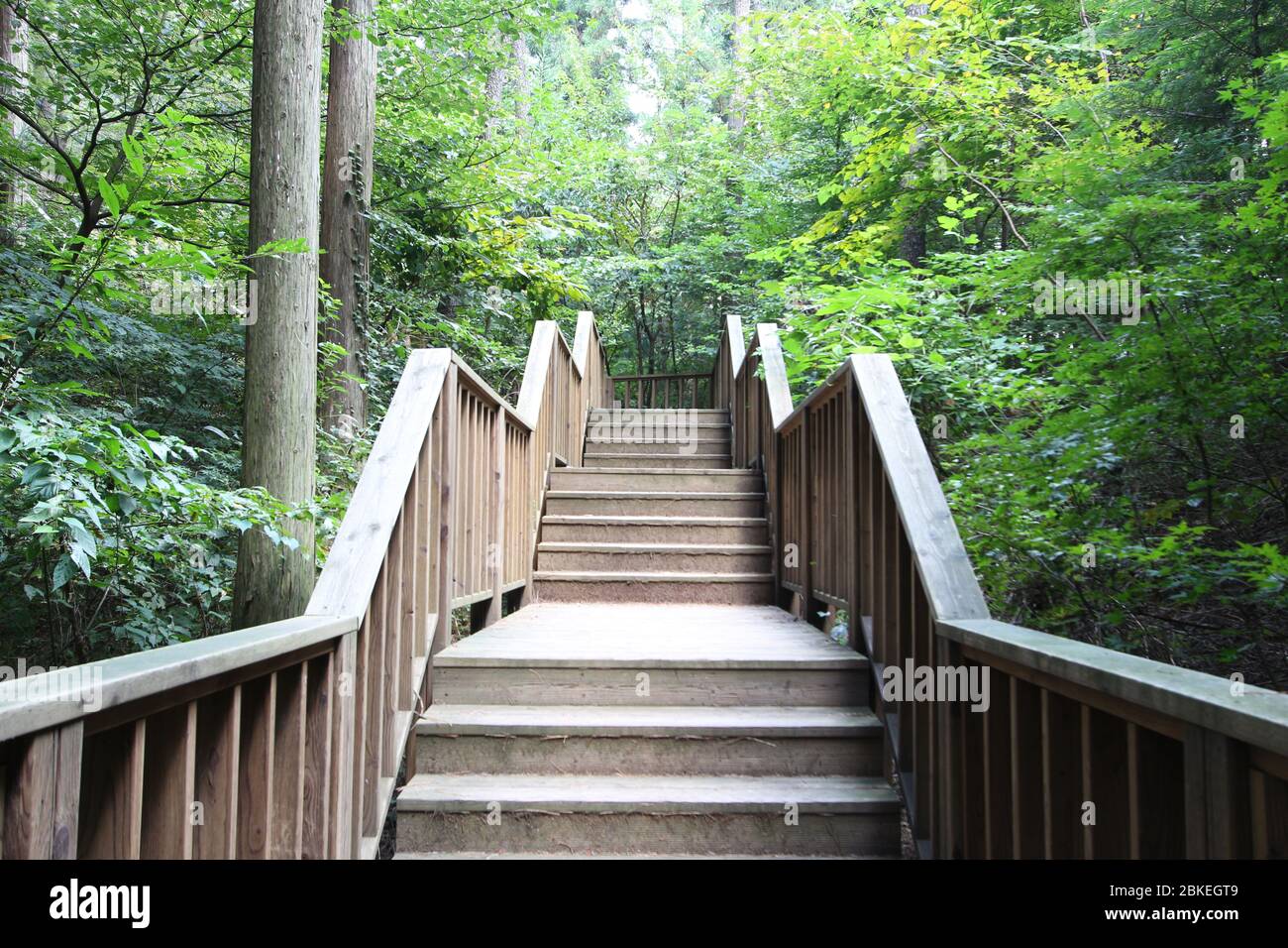 Wooden path in the forest Stock Photo - Alamy