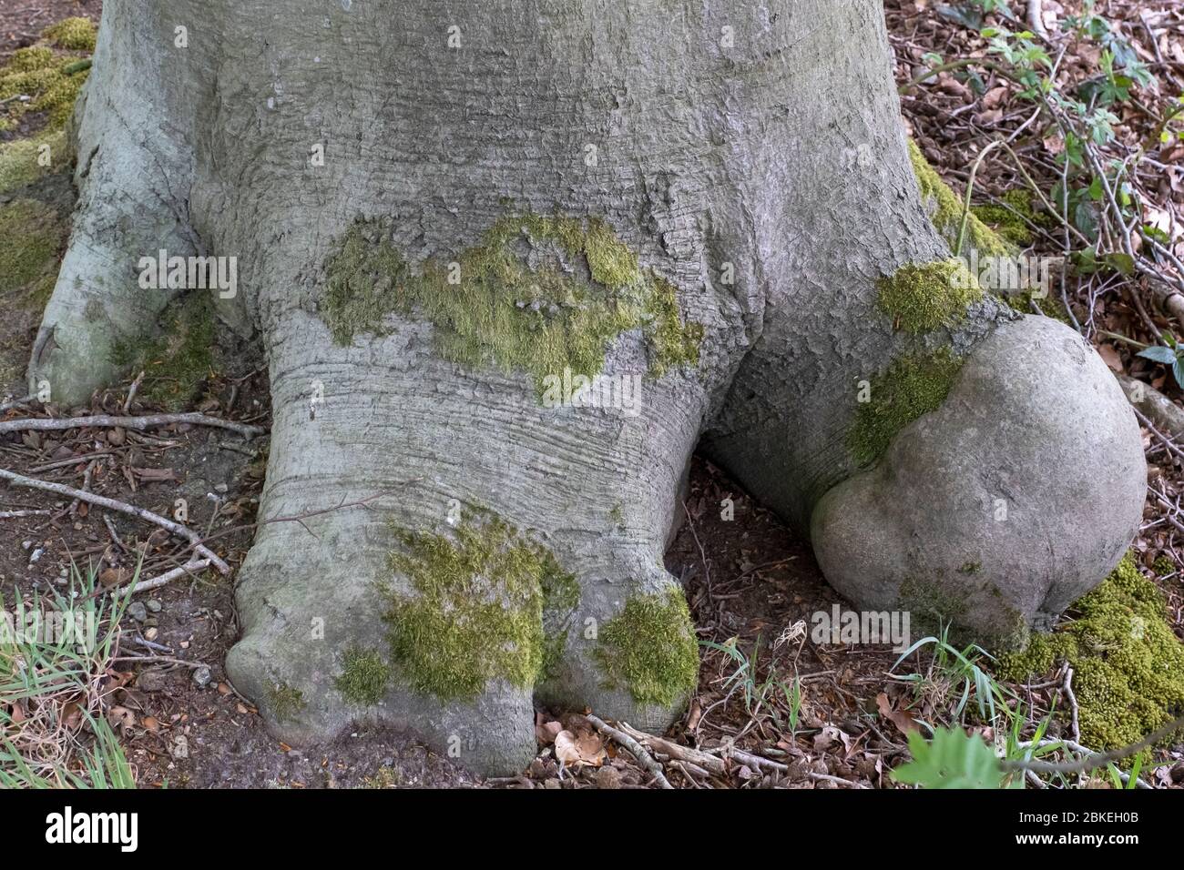 detail photo of the bottom of a tree with nice roots, moss and leafs on ...