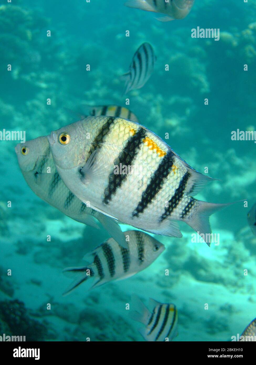 Shoal School Sergeant Major Fish High Resolution Stock Photography and ...
