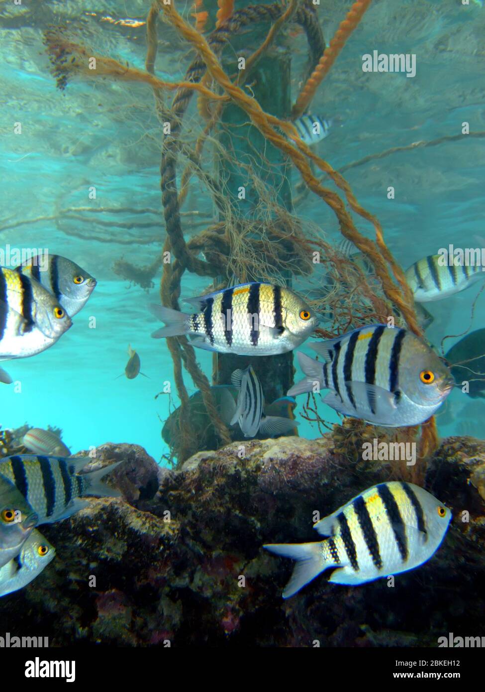Shoal School Sergeant Major Fish High Resolution Stock Photography and ...