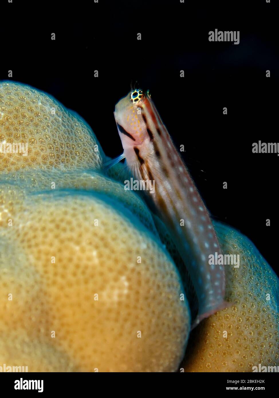 Red Sea combtooth blenny. (Ecsenius dentex Stock Photo - Alamy
