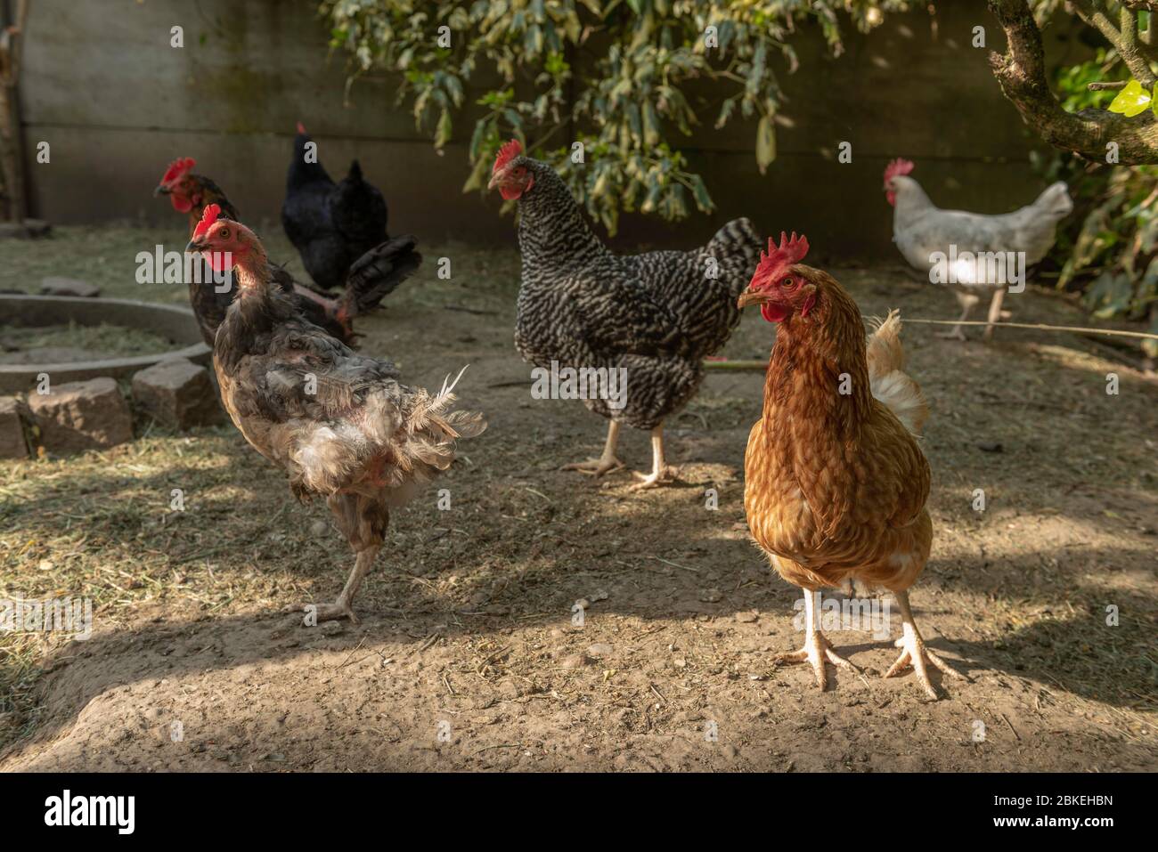 Backyard hens in an enclosure Stock Photo - Alamy