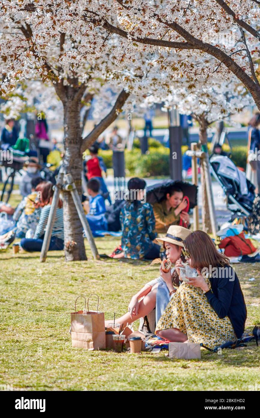 Japanese picnic cherry blossoms hi-res stock photography and images - Alamy