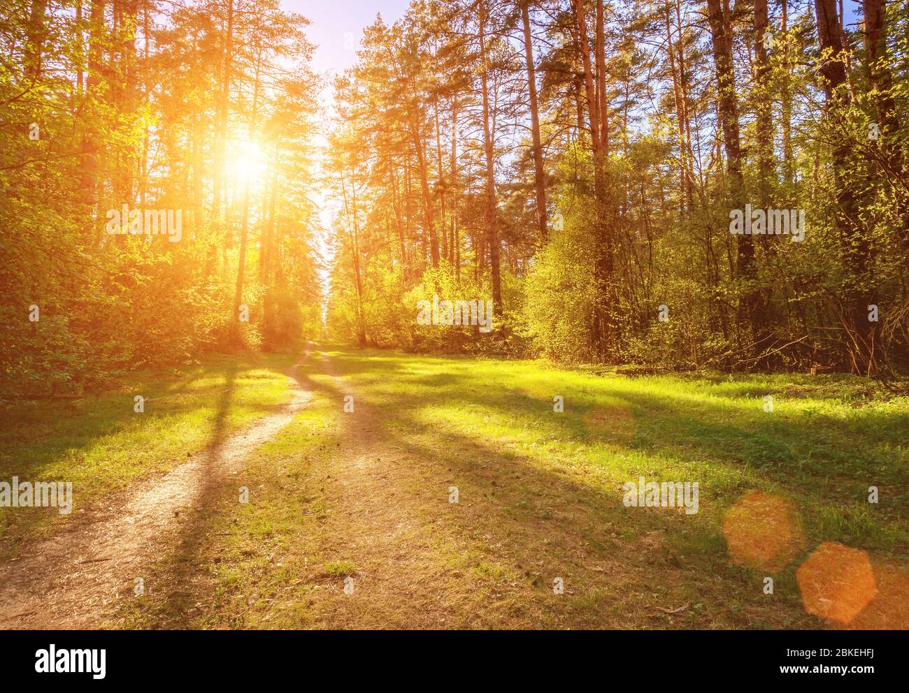 Scene of beautiful sunset or sunrise at spring-summer pine forest with ...