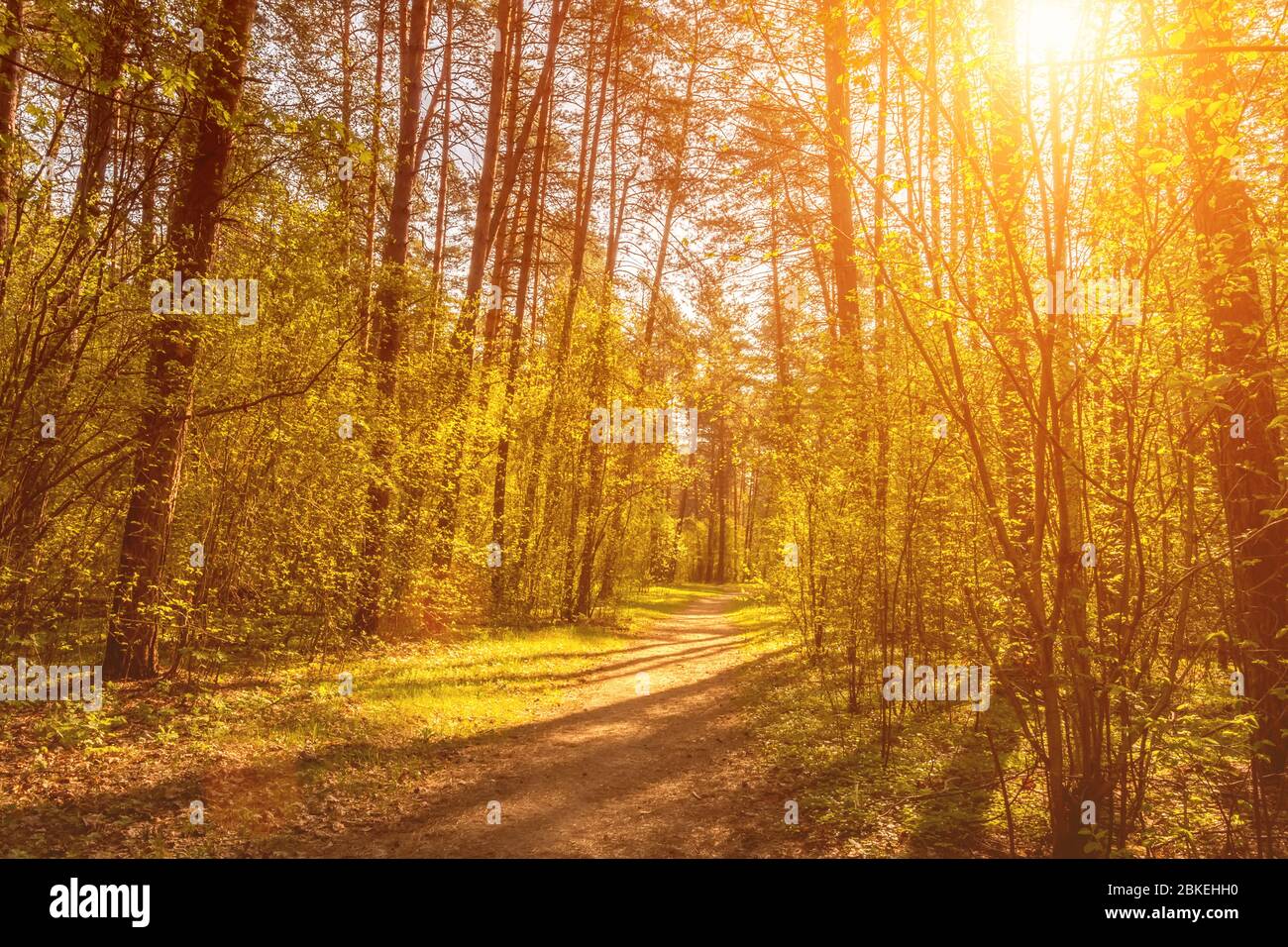 Scene of beautiful sunset or sunrise at spring-summer pine forest with ...