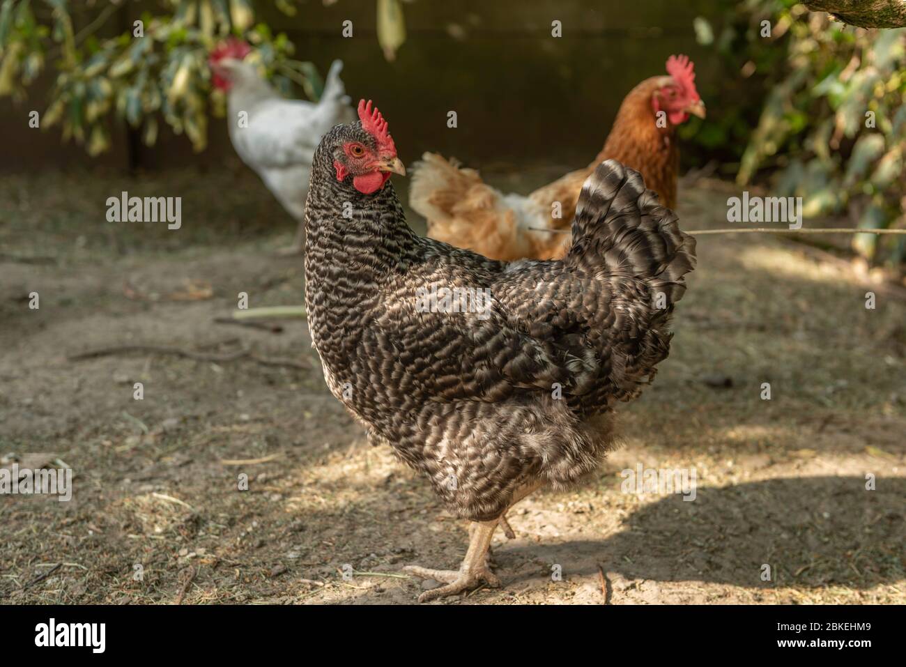 Backyard hens in an enclosure Stock Photo - Alamy