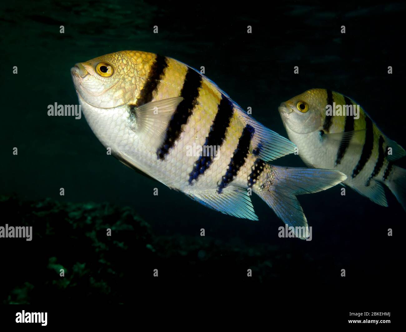 Sergeant fish hi-res stock photography and images - Alamy