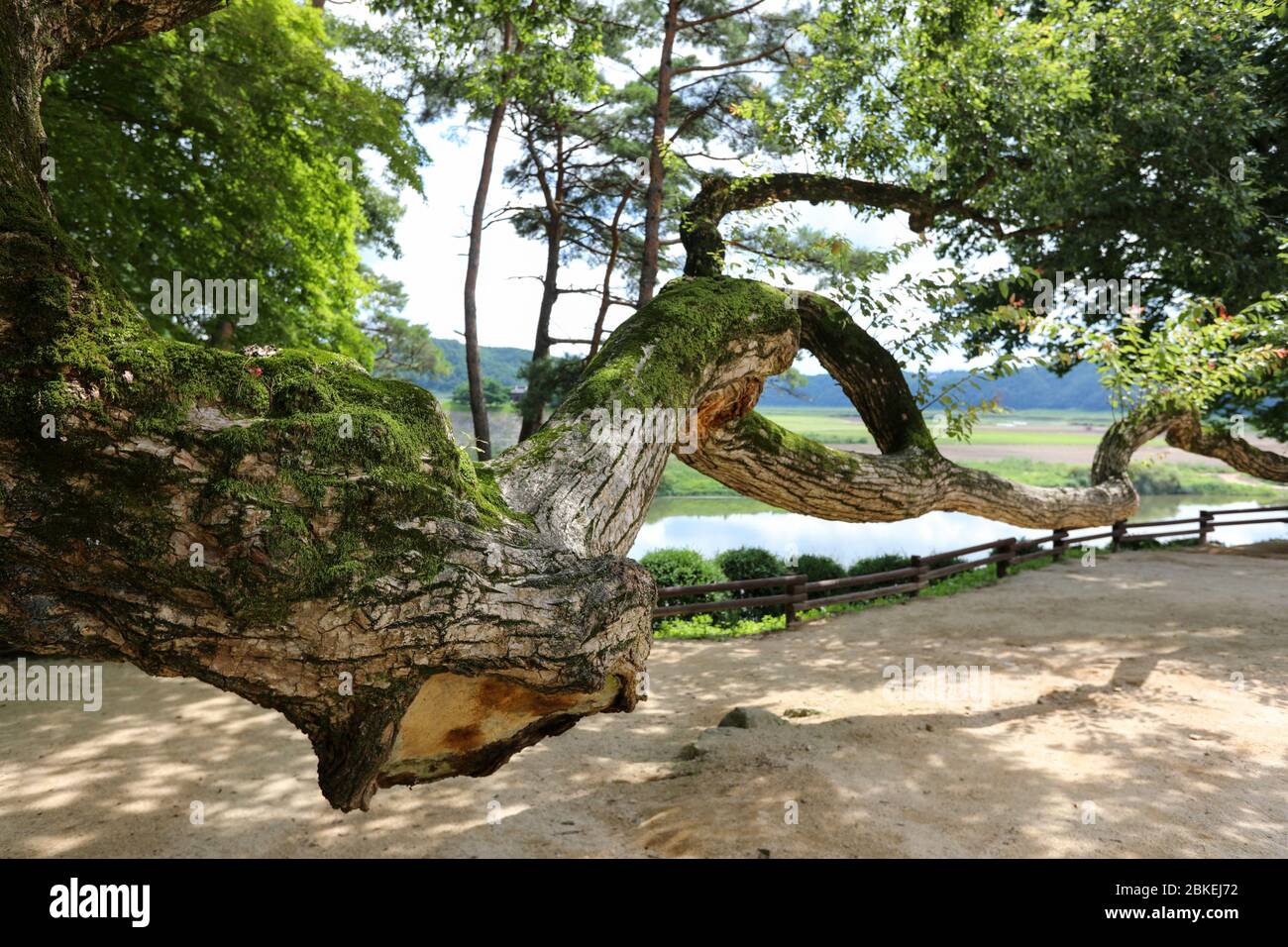 The big tree hi-res stock photography and images - Alamy
