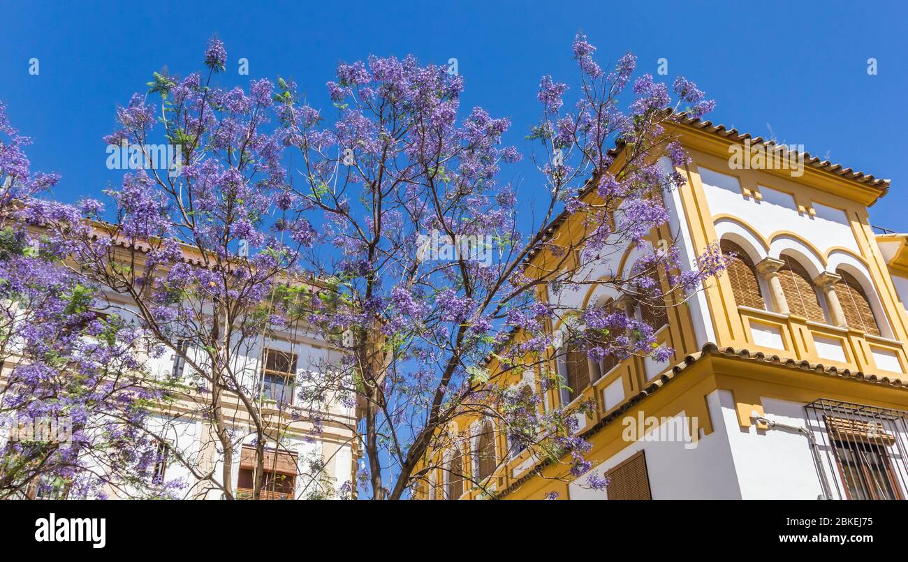 Jacaranda tree in purple blossom in Cordoba, Spain Stock Photo - Alamy