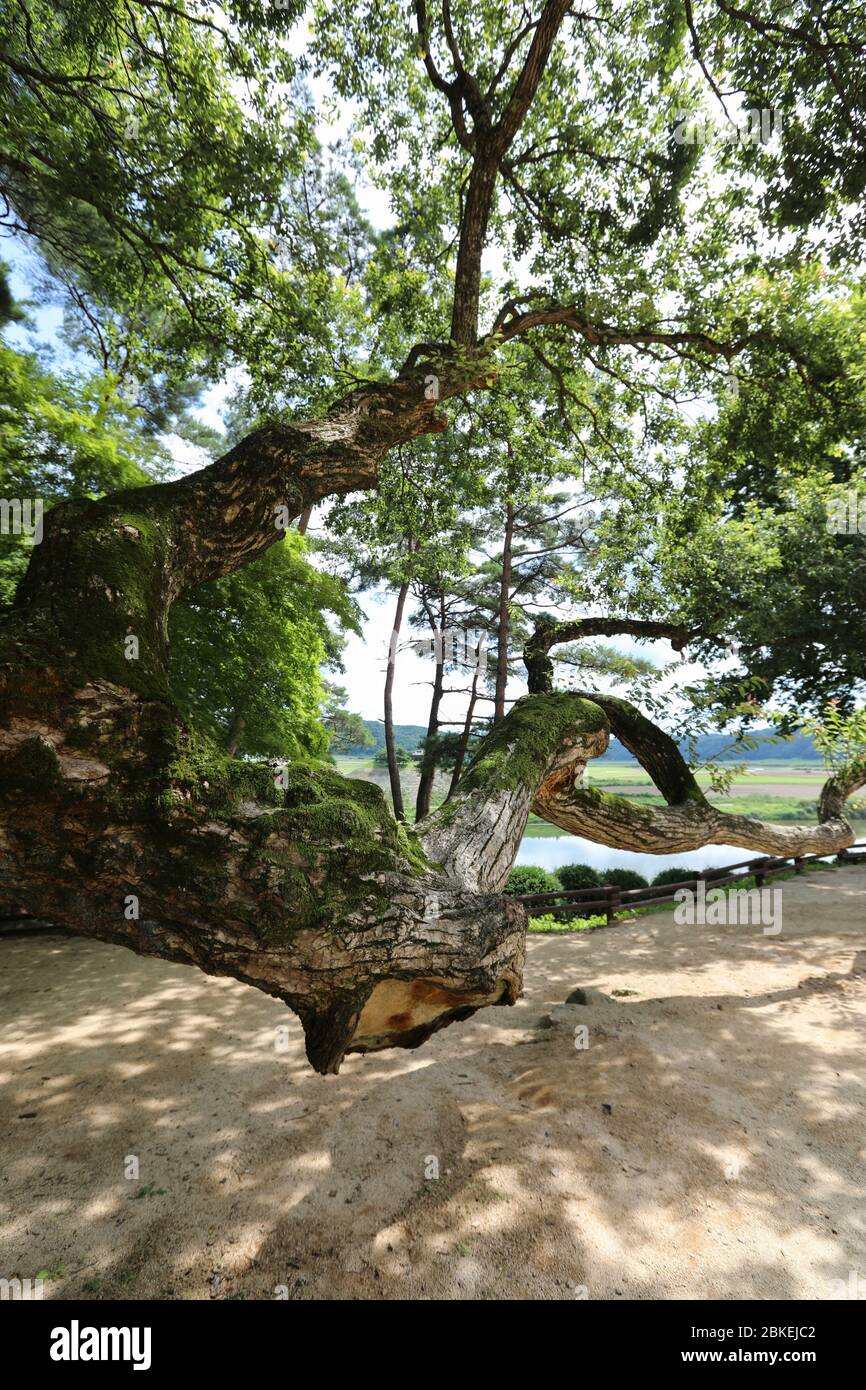 The big tree hi-res stock photography and images - Alamy
