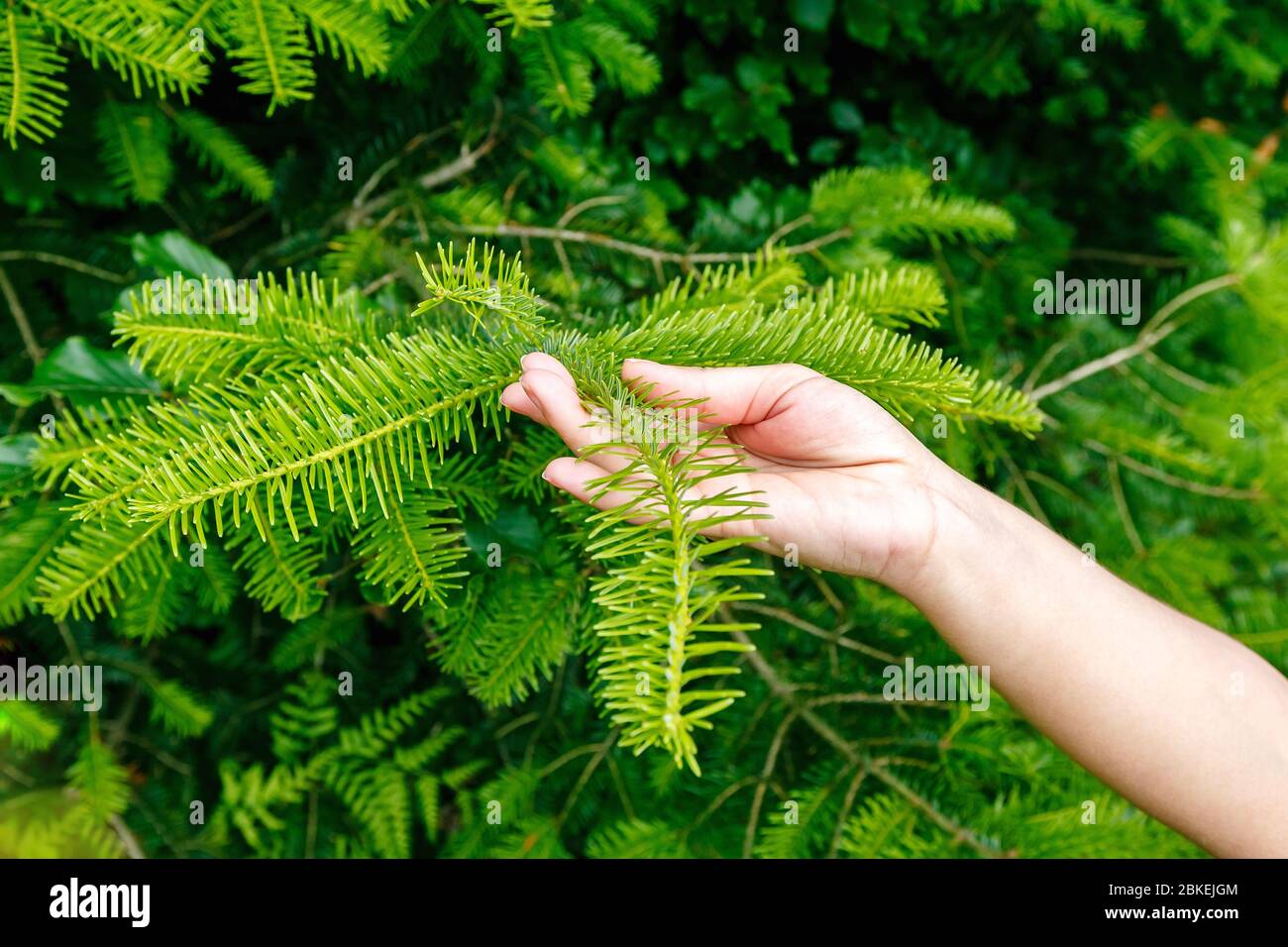 Human hand holding tree branch hi-res stock photography and images - Alamy