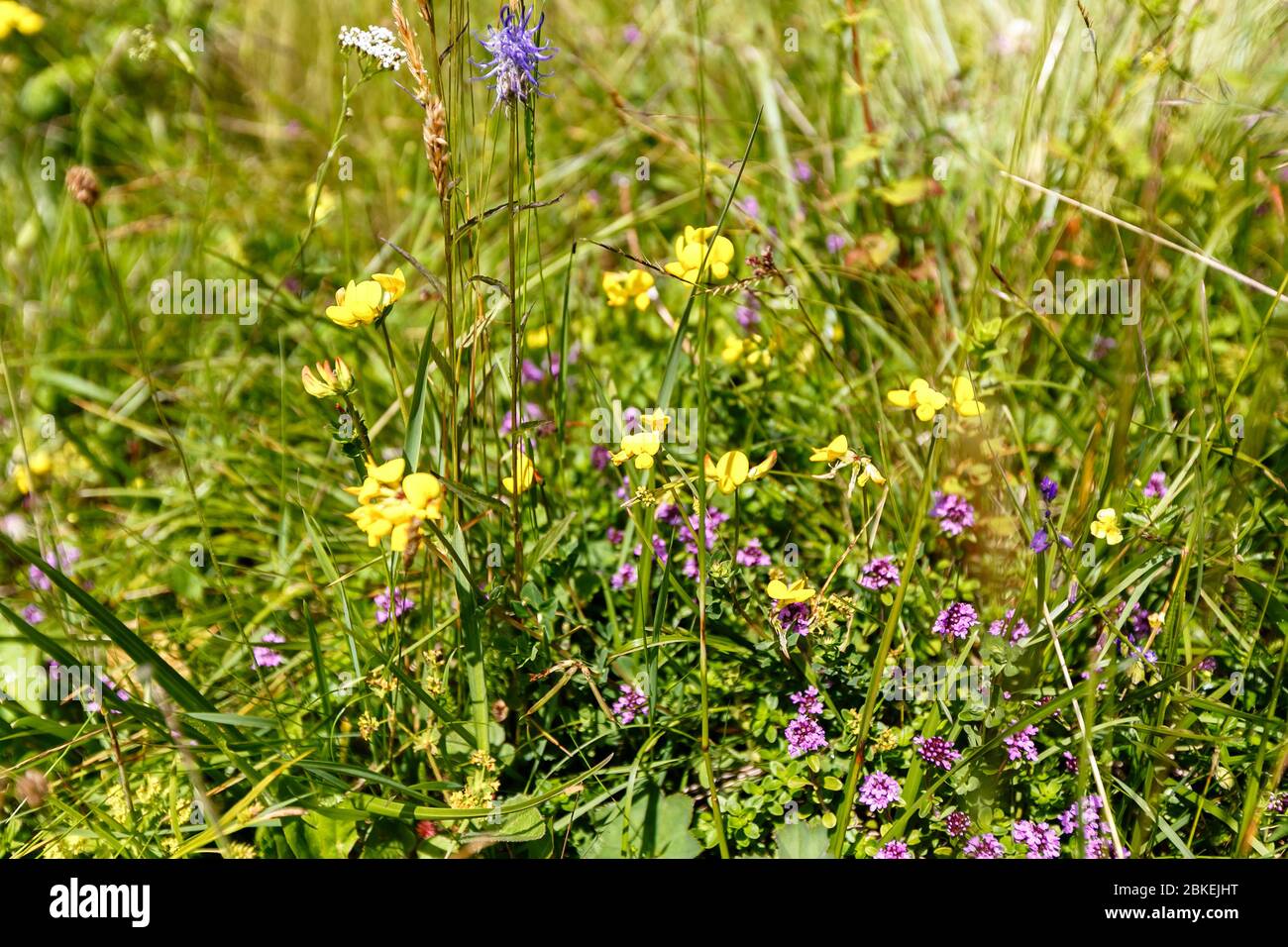 Beautiful wildflowers on a meadow Stock Photo - Alamy