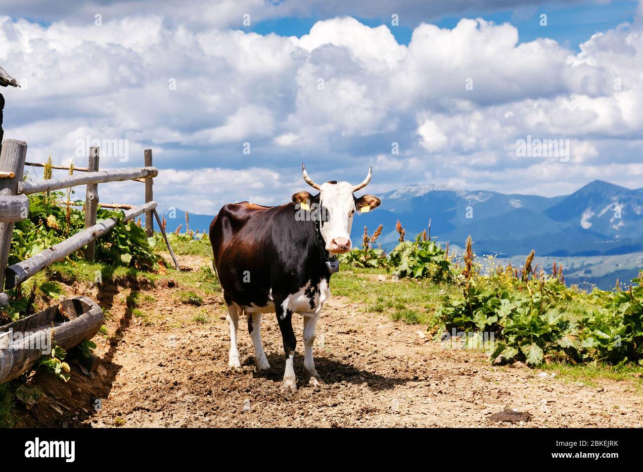 Cow on high mountain hi-res stock photography and images - Alamy