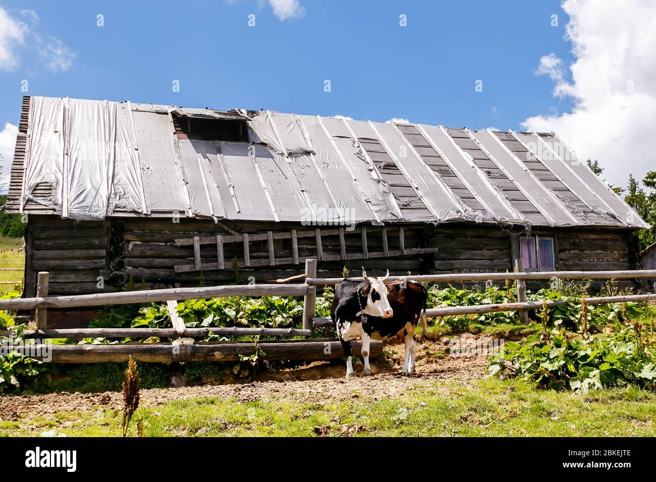 Cow in wooden house hi-res stock photography and images - Alamy