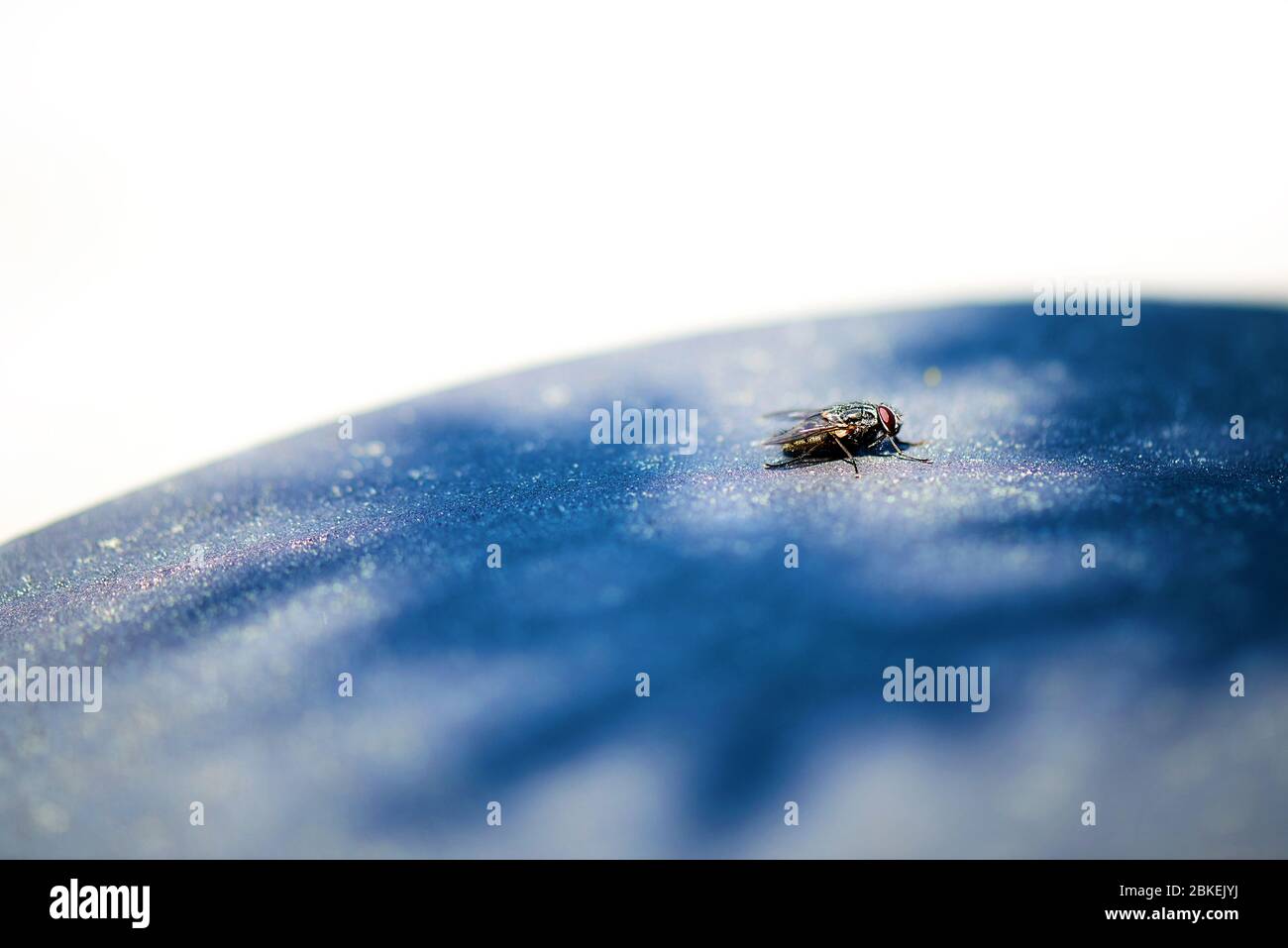 Side View Of A Green House Fly, Red Eyes on a blue background Stock ...