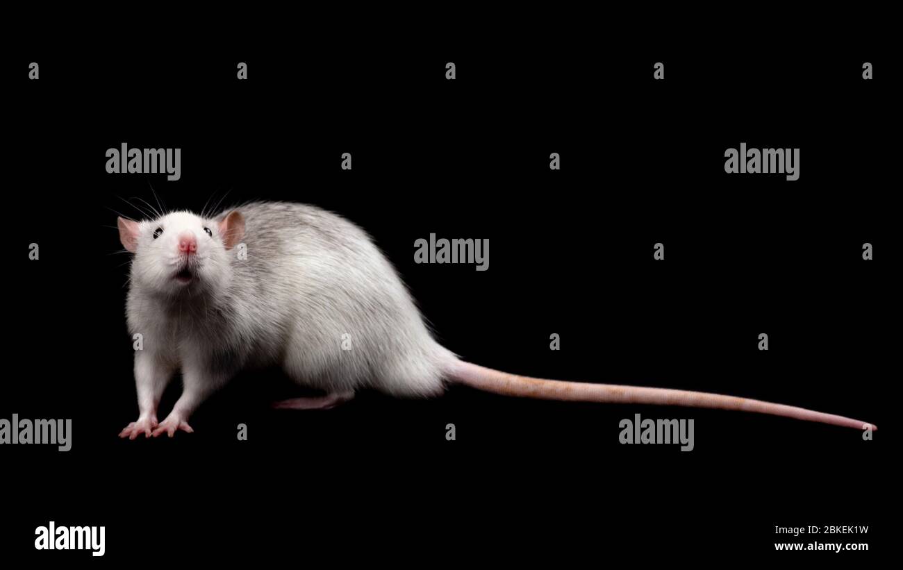 Gray rat isolated on dark black background. Rodent pet. Domesticated ...