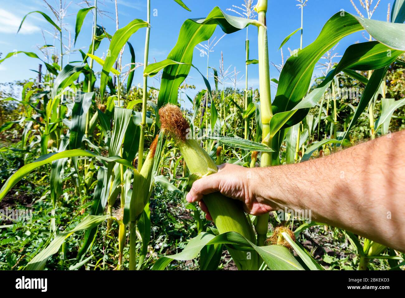 Man's hand holding the corn head Stock Photo - Alamy