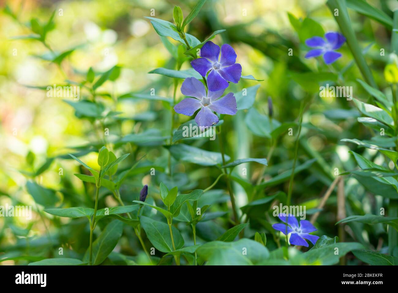 Bigleaf periwinkle (Vinca major), Isehara City, Kanagawa Prefecture ...